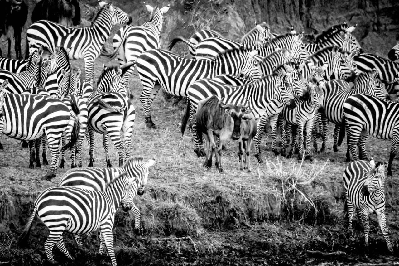Zebra Stripes - Stephan Kriesel