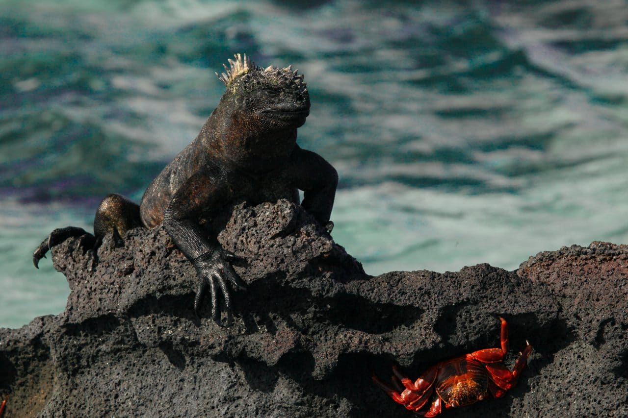 Galapagos - Stephan Kriesel