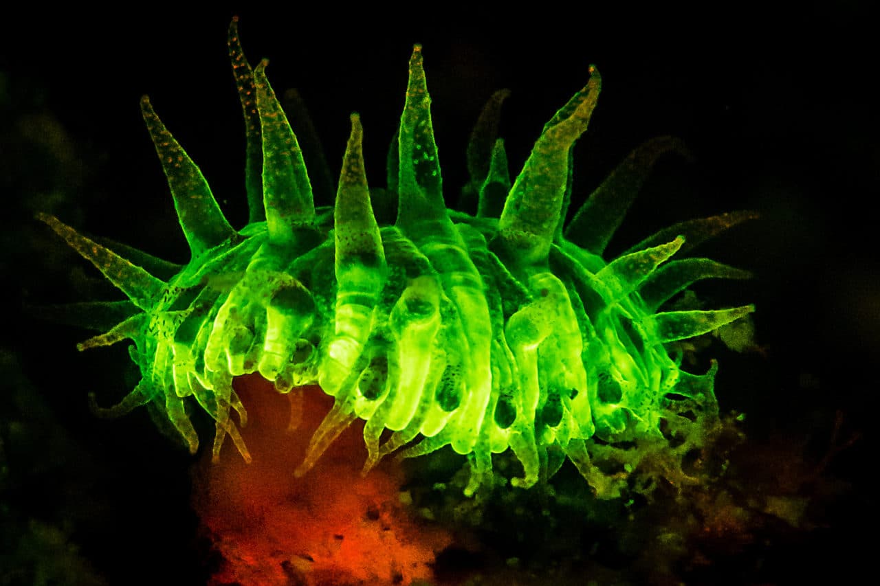 Fluorescent Underwater Life - Stephan Kriesel